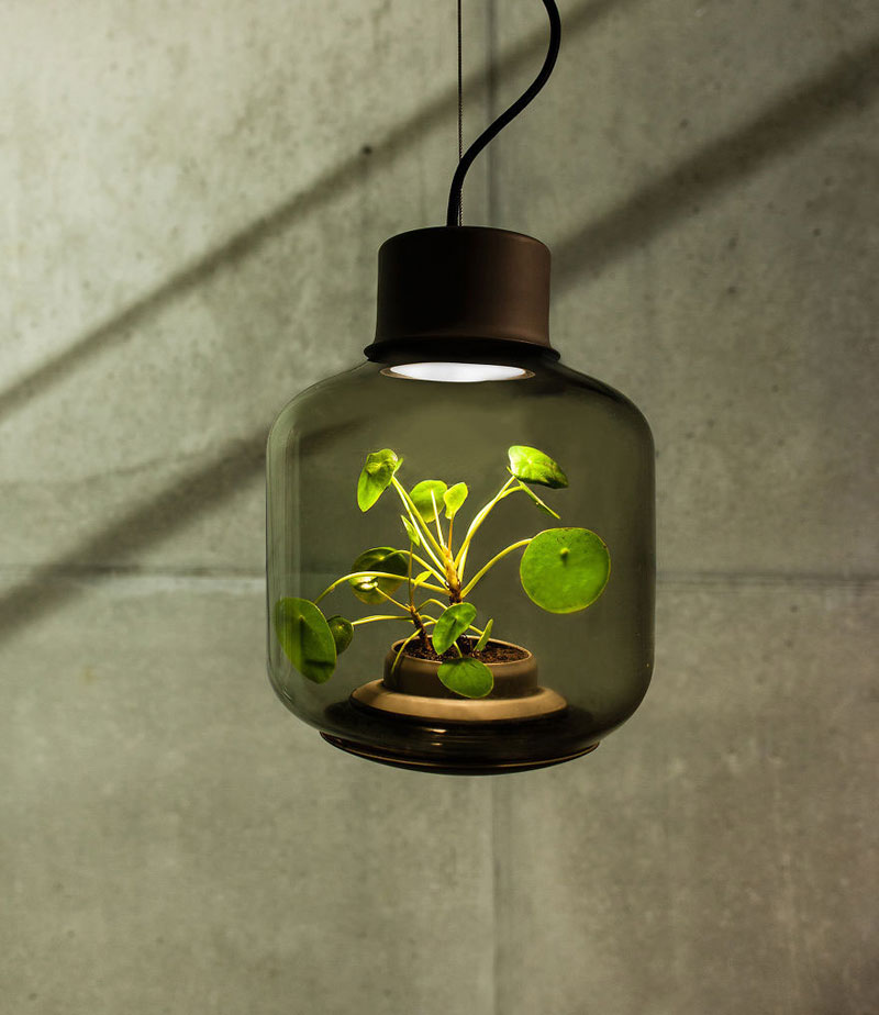 This Plant Lamp Can Grow Anywhere and Requires No Human Care ...