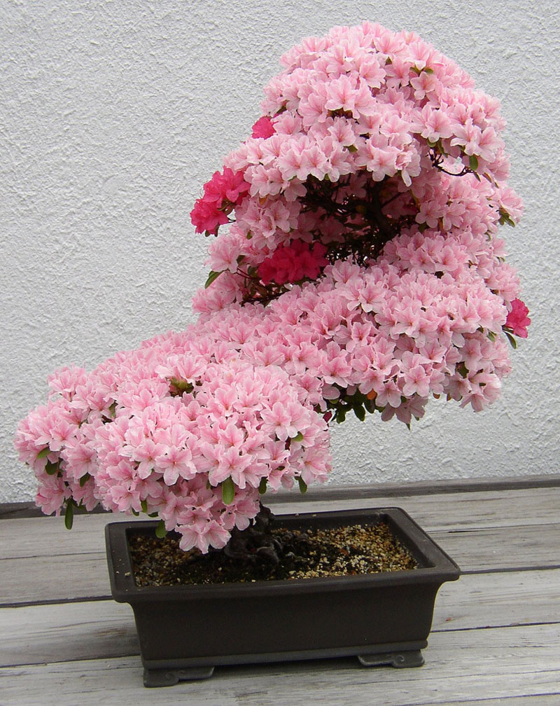 Picture of the Day: Sublime Bonsai Azalea » TwistedSifter
