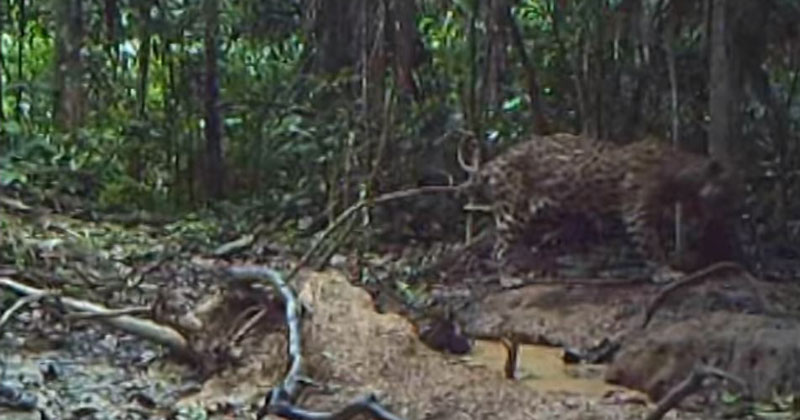 Guy-Sets-Remote-Camera-Deep-in-the-Amazon-and-Captures-the-Rainforest’s ...