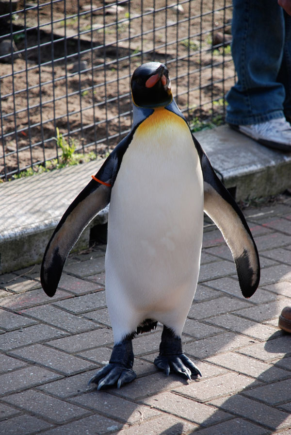 Meet Sir Nils Olav. King Penguin and Colonel-in-Chief of the Norwegian ...