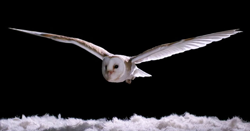 Watch How Silently Owls Fly Compared to Other Birds » TwistedSifter