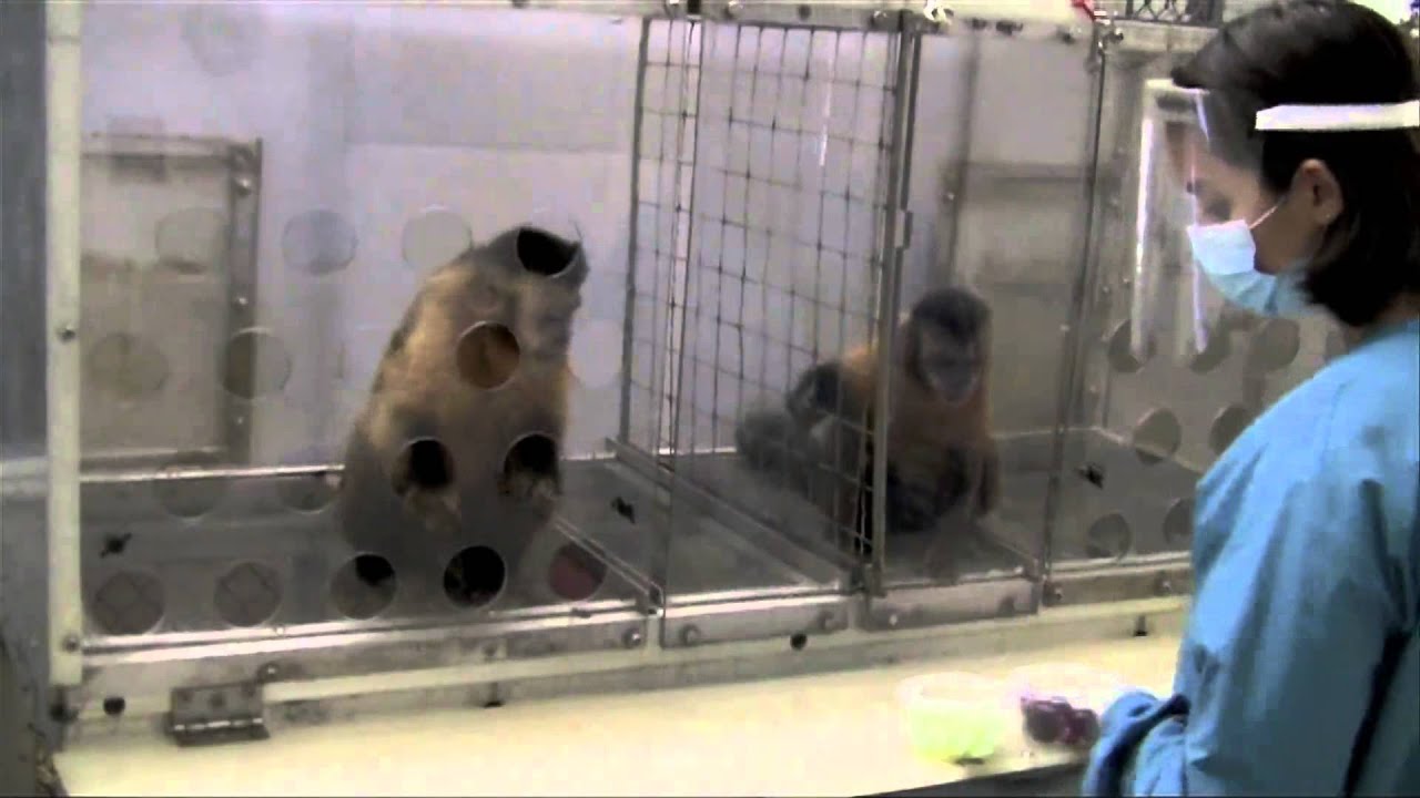 Watch What Happens When Monkeys Get Different Rewards for Doing the ...