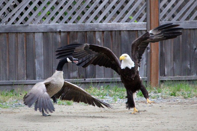 A Bald Eagle and Canada Goose Squared Off and Someone Caught It All (10 ...