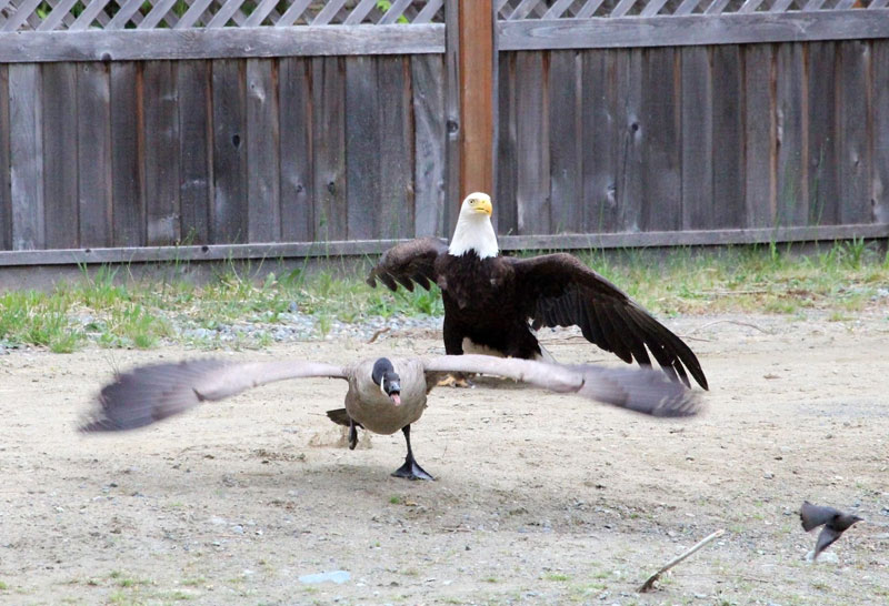 A Bald Eagle and Canada Goose Squared Off and Someone Caught It All (10 ...