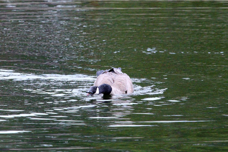 A Bald Eagle and Canada Goose Squared Off and Someone Caught It All (10 ...