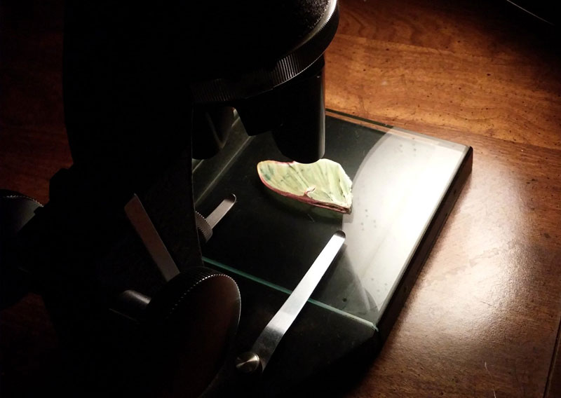 Amazing Photos of a Luna Moth’s Wing Under a Vintage Microscope ...