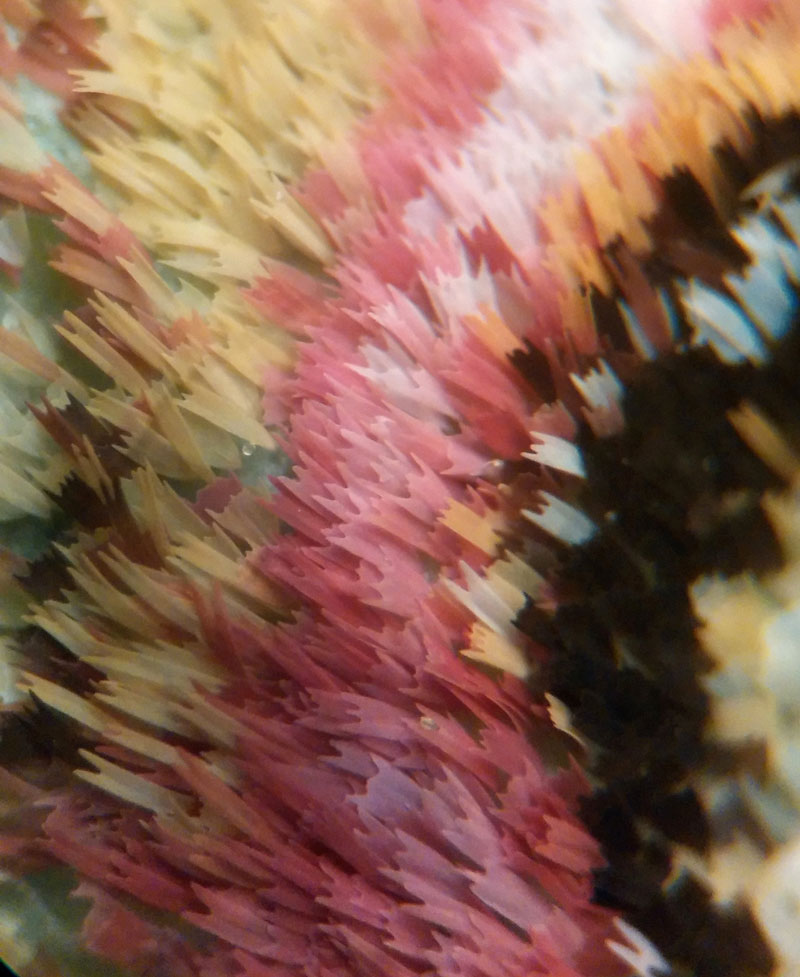 Amazing Photos of a Luna Moth’s Wing Under a Vintage Microscope ...