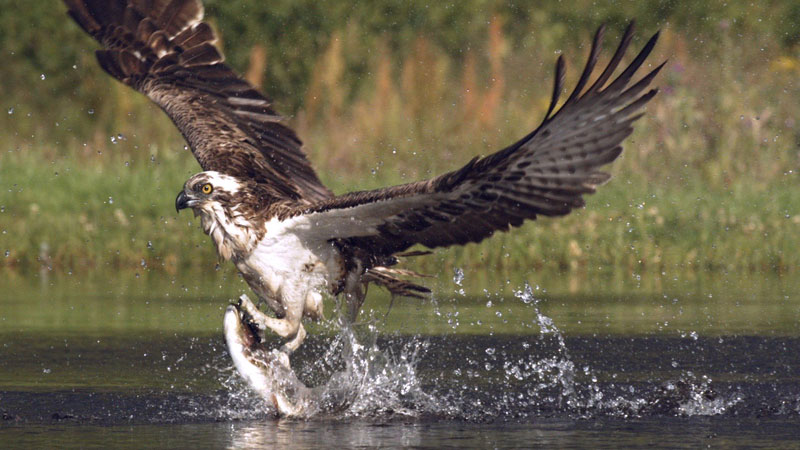 Osprey Swoops in to Catch Trout in Super Slow Motion - TwistedSifter