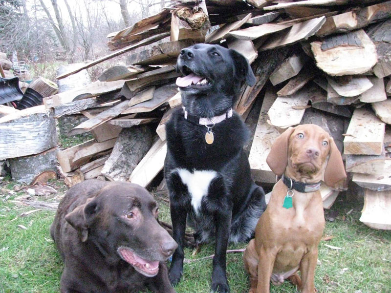 The Shirk Report – Volume 374 » TwistedSifter