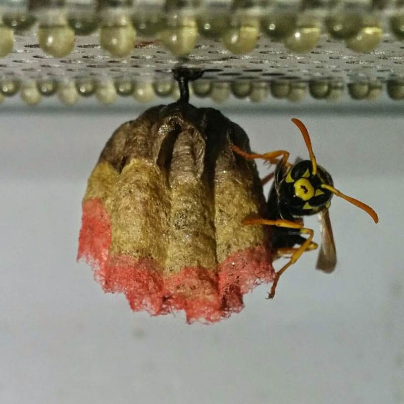 If Wasps Find Colored Paper They’ll Make Rainbow-Colored Nests ...