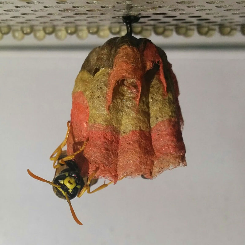 If Wasps Find Colored Paper They’ll Make Rainbow-Colored Nests ...