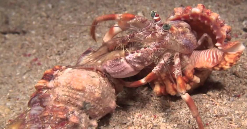Hermit Crab Finds New Shell and Takes His Symbiotic Friends With Him ...