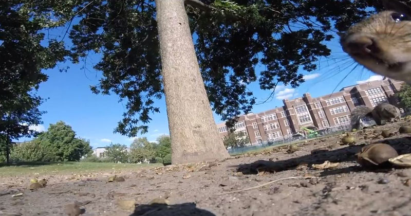 Squirrel Steals GoPro and Takes Viewers on an Intimate Journey Through ...