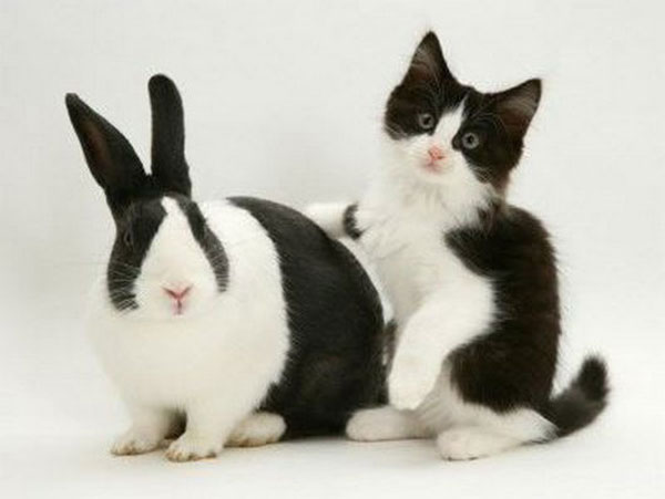 Kittens and their Matching Bunnies » TwistedSifter