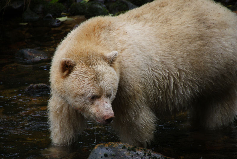 10 Things You Didn’t Know About the Rare and Elusive Spirit Bear ...