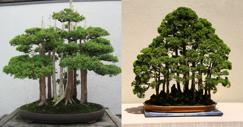 15 Beautiful Bonsai Forests » TwistedSifter