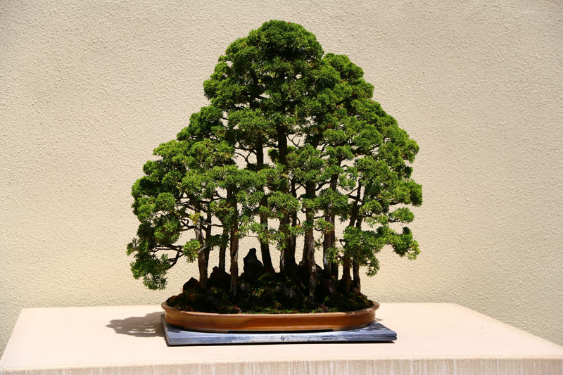 15 Beautiful Bonsai Forests - TwistedSifter