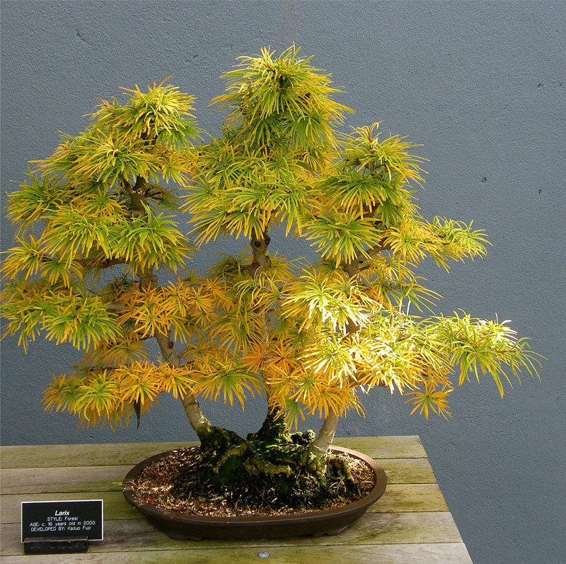 15 Beautiful Bonsai Forests - TwistedSifter