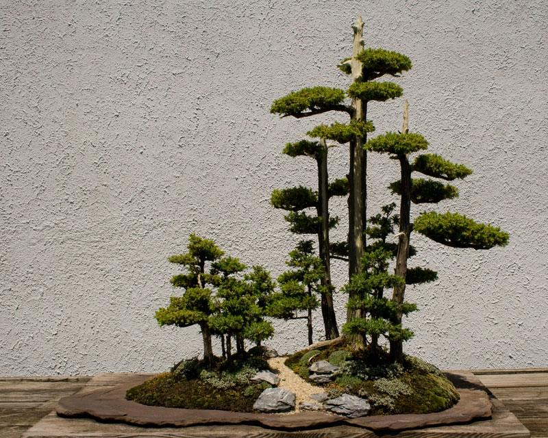 15 Beautiful Bonsai Forests - TwistedSifter
