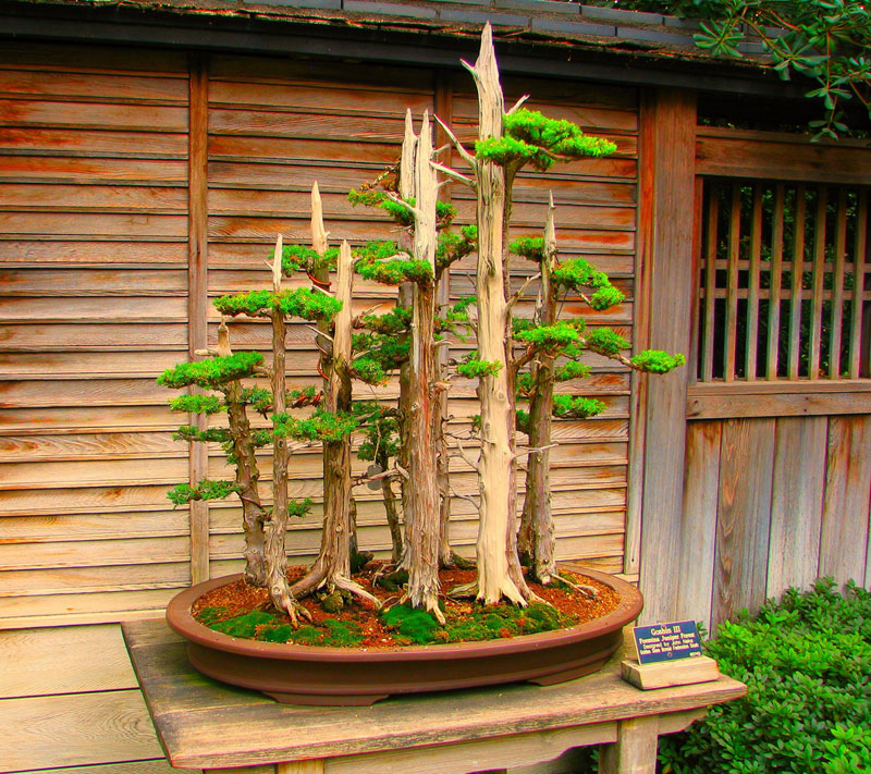 15 Beautiful Bonsai Forests » TwistedSifter