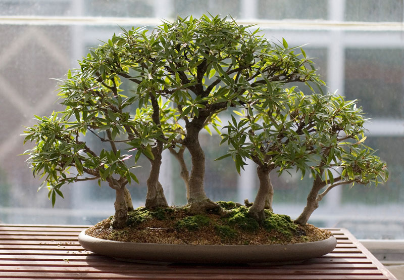 15 Beautiful Bonsai Forests - TwistedSifter