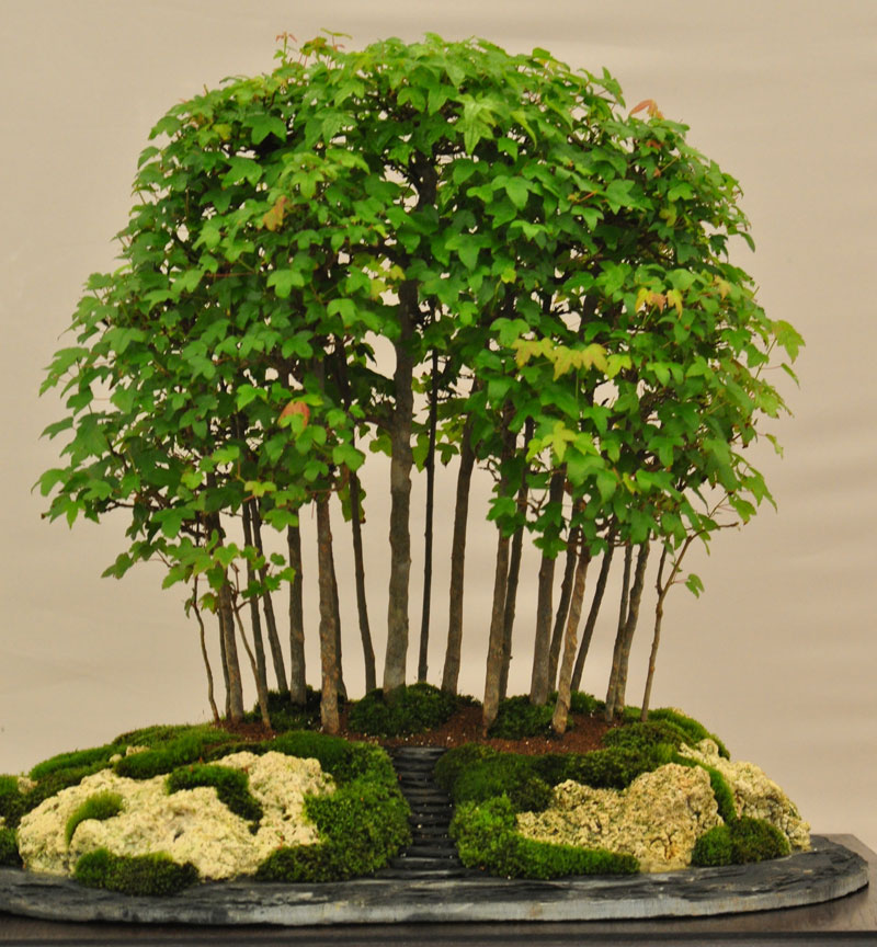 15 Beautiful Bonsai Forests - TwistedSifter