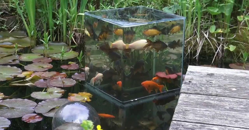 DIY Fish Tower and Silky Smooth Jazz » TwistedSifter