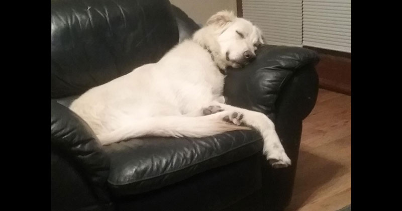 His First Night Home From the Shelter » TwistedSifter