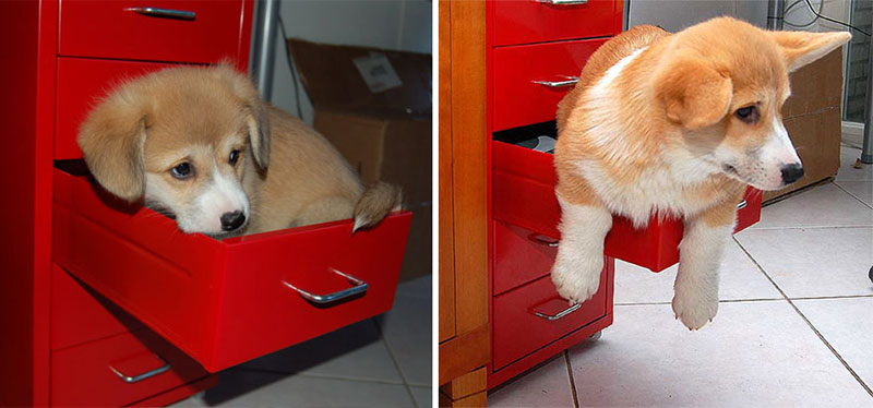 18 ‘Then and Now’ Photos of Puppies/Dogs That Will Restore Your Faith ...