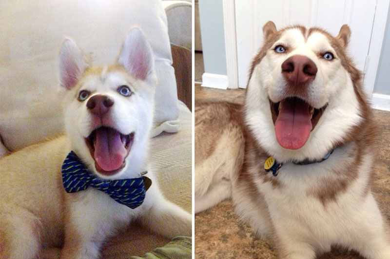 18 ‘Then and Now’ Photos of Puppies/Dogs That Will Restore Your Faith ...