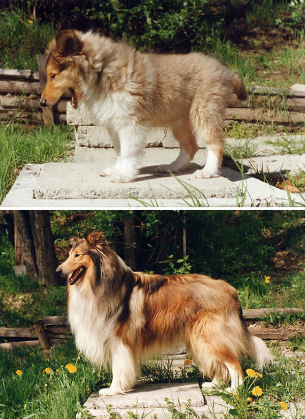 18 ‘Then and Now’ Photos of Puppies/Dogs That Will Restore Your Faith ...
