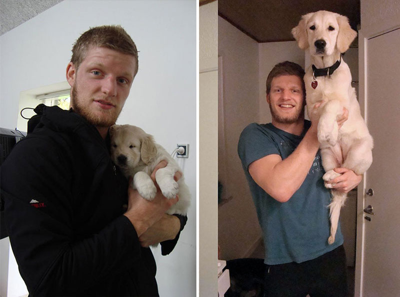 18 ‘Then and Now’ Photos of Puppies/Dogs That Will Restore Your Faith ...