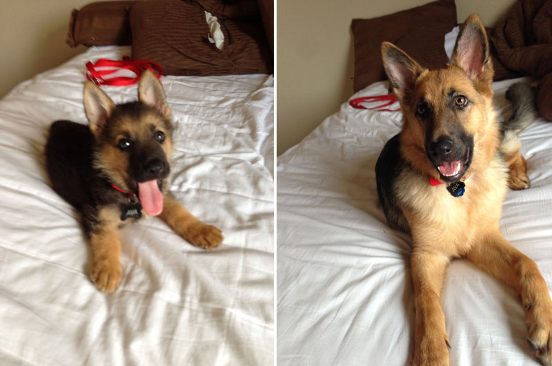 18 ‘Then and Now’ Photos of Puppies/Dogs That Will Restore Your Faith ...