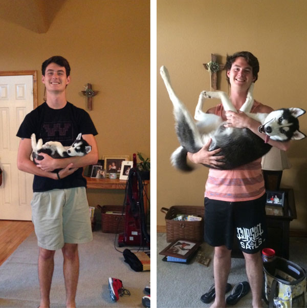 18 ‘Then and Now’ Photos of Puppies/Dogs That Will Restore Your Faith ...