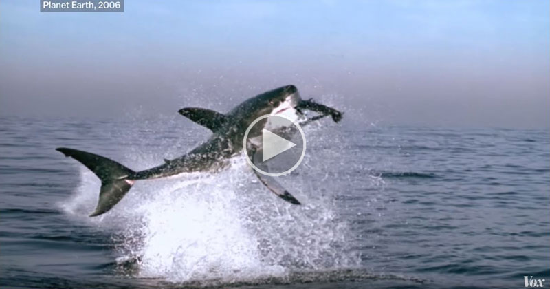 How Wildlife Films Warp Time » TwistedSifter