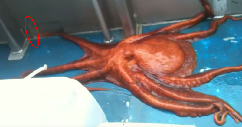 Octopus Squeezes Through Impossibly Small Hole » TwistedSifter