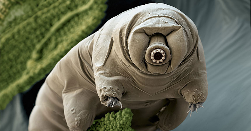 Meet The Tardigrade aka The Water Bear aka The Toughest Animal on Earth ...