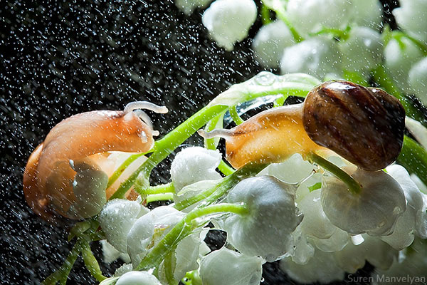 These Close-Ups of Snails in a Rainstorm are Beautiful » TwistedSifter