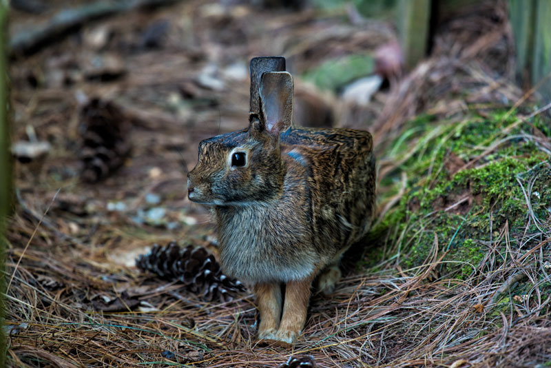 Artists Gives Real-Life Animals the Minecraft Treatment » TwistedSifter