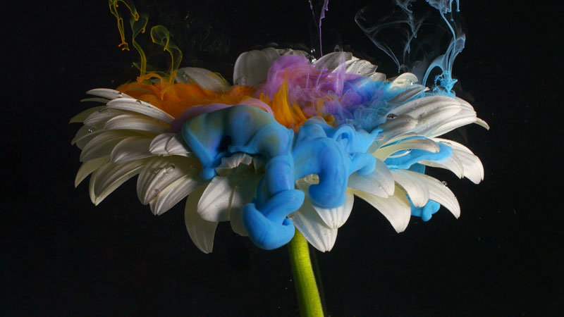 Ink in Motion 4K » TwistedSifter