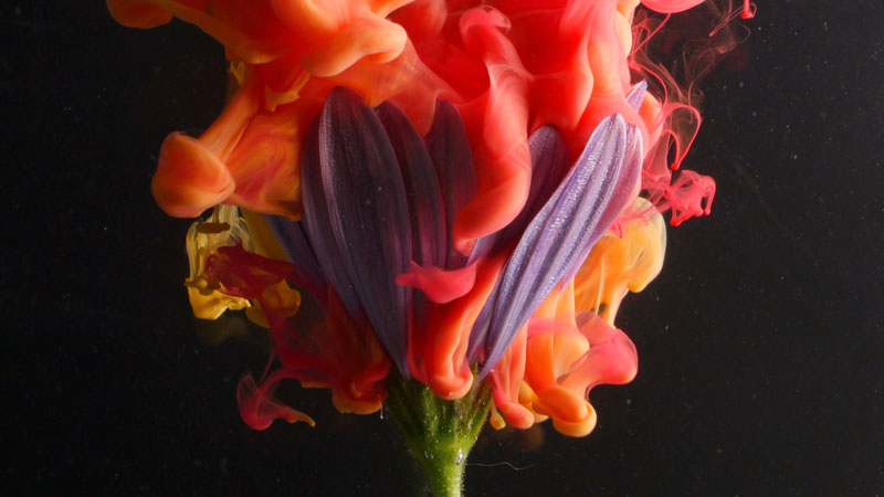 Ink in Motion 4K » TwistedSifter