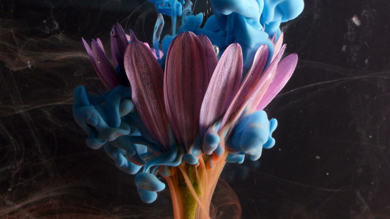 Ink in Motion 4K » TwistedSifter