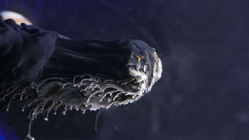 Ink in Motion 4K » TwistedSifter