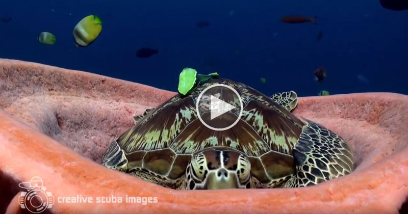 Tired Turtle Takes Nap Inside Sea Sponge » TwistedSifter