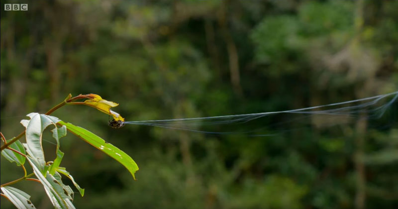 Spider Shoots Web 80 ft Across Water and Builds Giant Web to Catch Prey ...