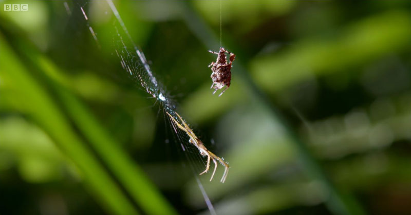 BBC Gives Deadly Spider Assassin the Action Movie Sequence it Deserves ...