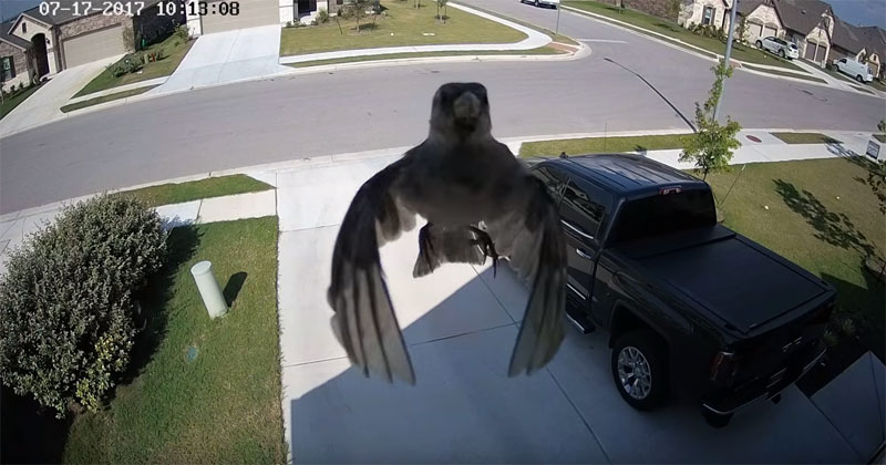 Bird Appears to Float Across Security Cam as Flapping Wings Sync with ...