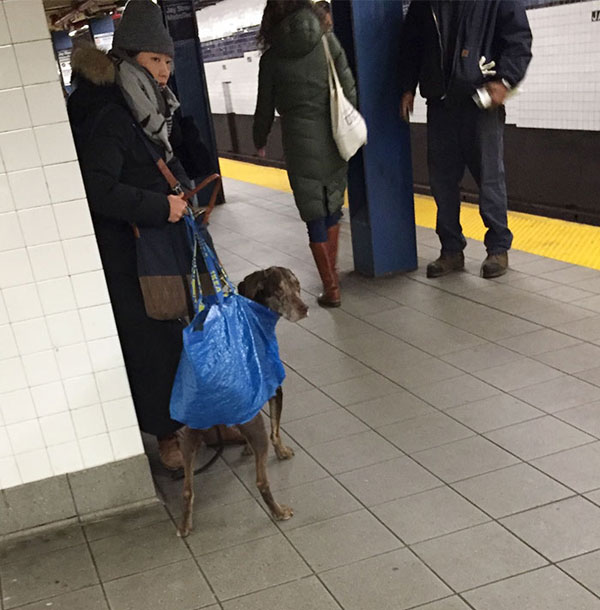 The MTA Banned Dogs on the Subway Unless They Fit in a Bag, but this is ...