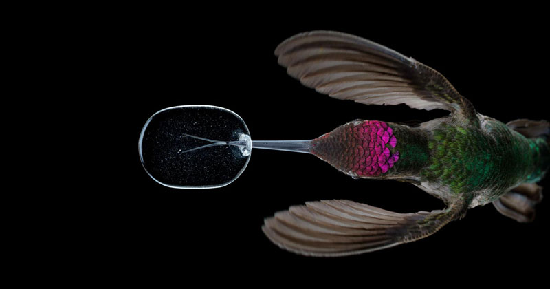 Incredible High-Speed Footage Captures Hummingbirds’ Amazing Drinking ...