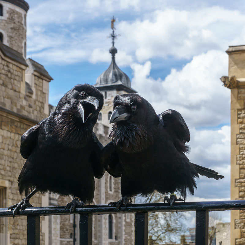 The Ravens of the Tower of London » TwistedSifter